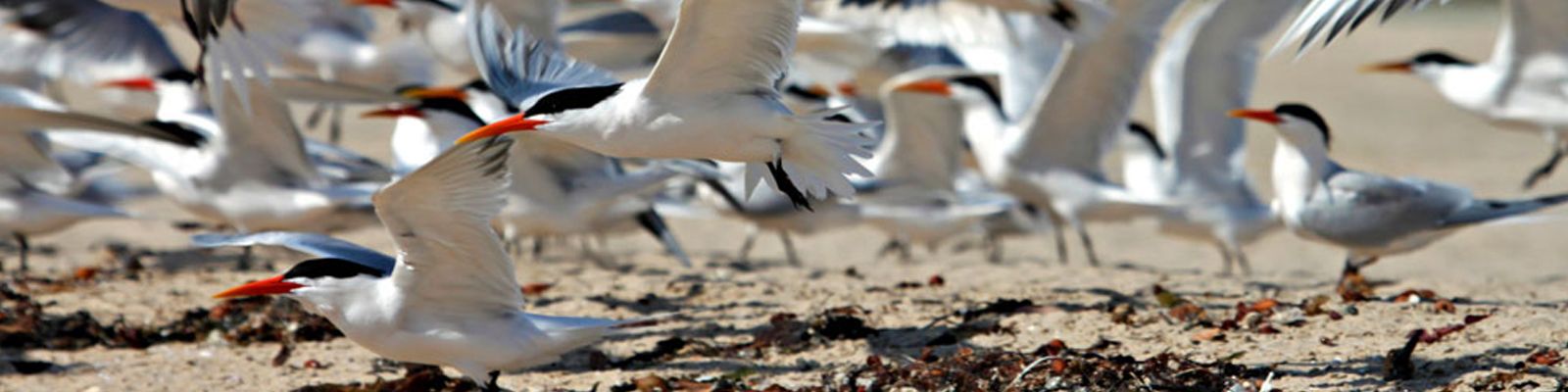 California Coastal Commission
